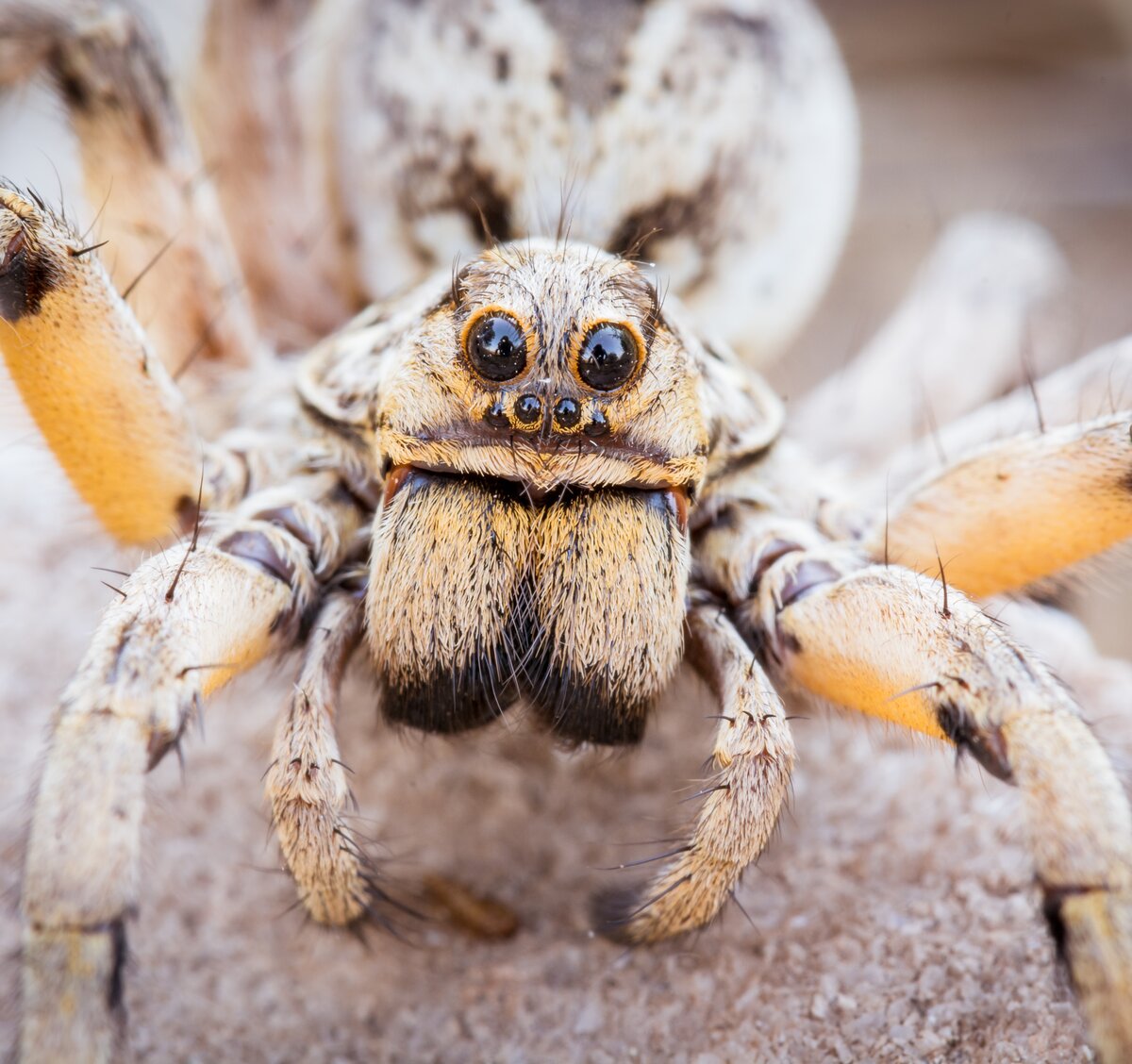 Moodboard Protrait | IGP Powder Coatings